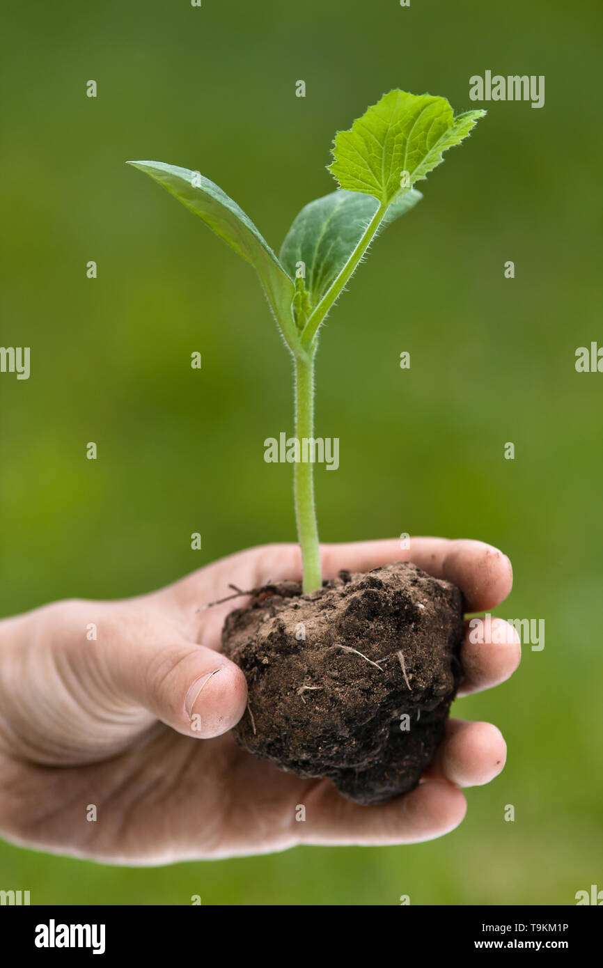 hand holding seedling of marrow on blurred background Stock Photo - Alamy