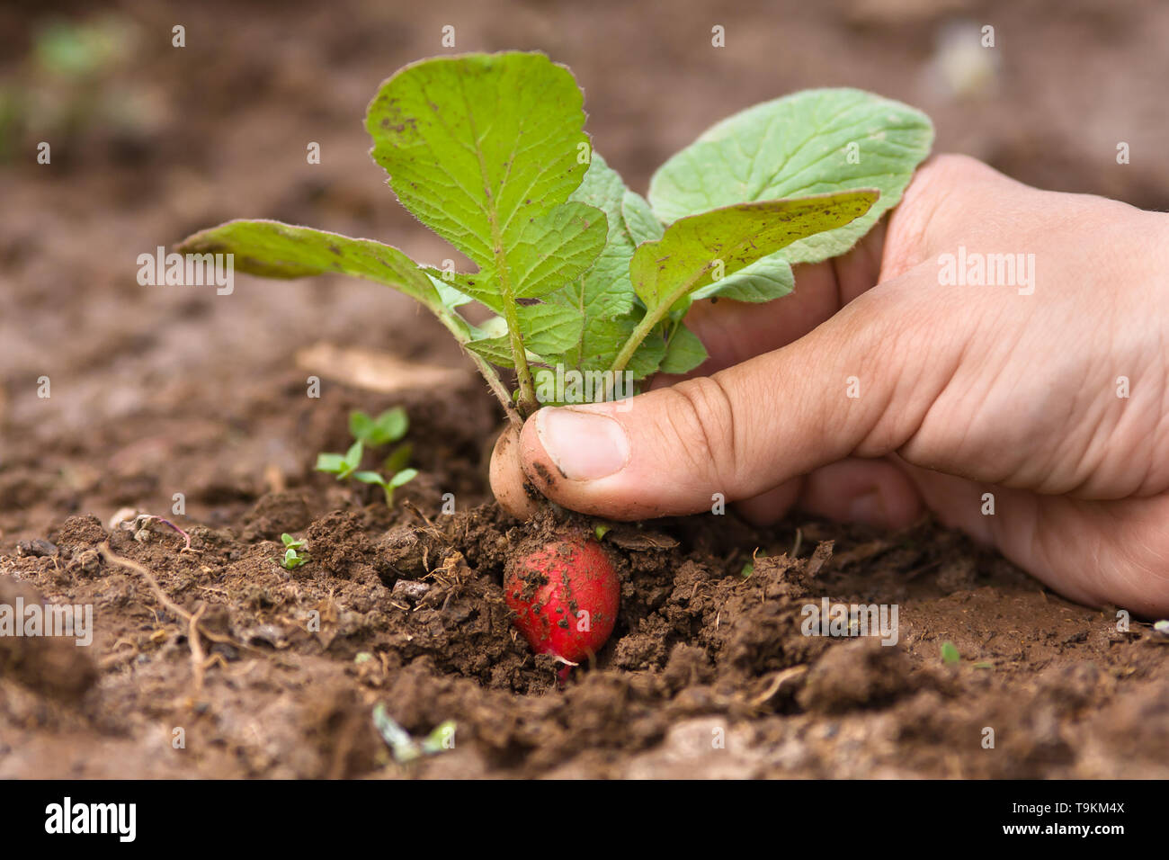 hands pulling radishes in vegetable garden, closeup Stock Photo - Alamy