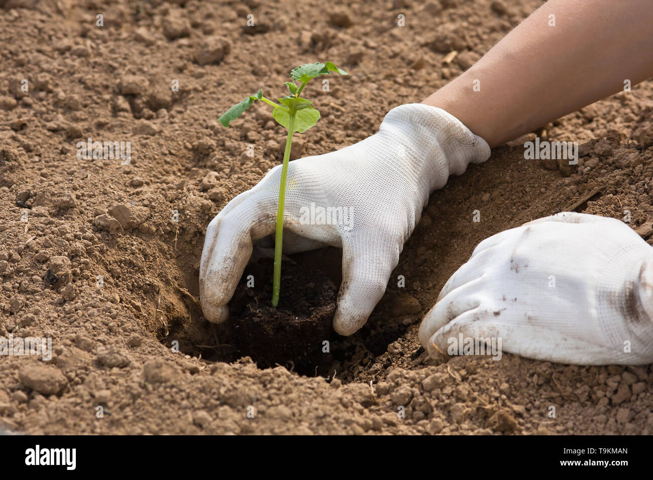 Hand holding green seedling with soil hi-res stock photography and ...