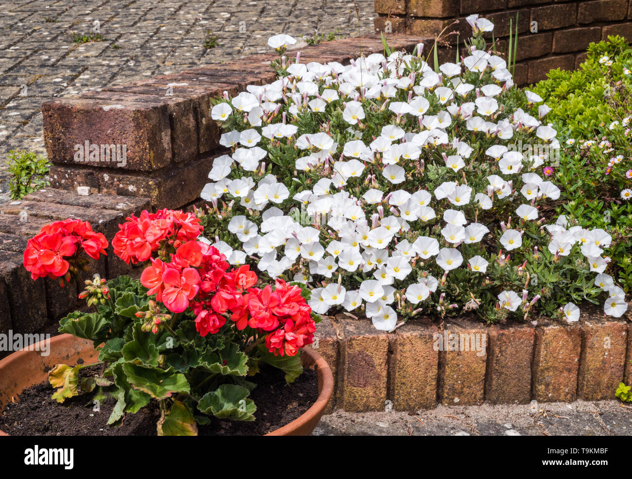 Orange geranium hi-res stock photography and images - Alamy