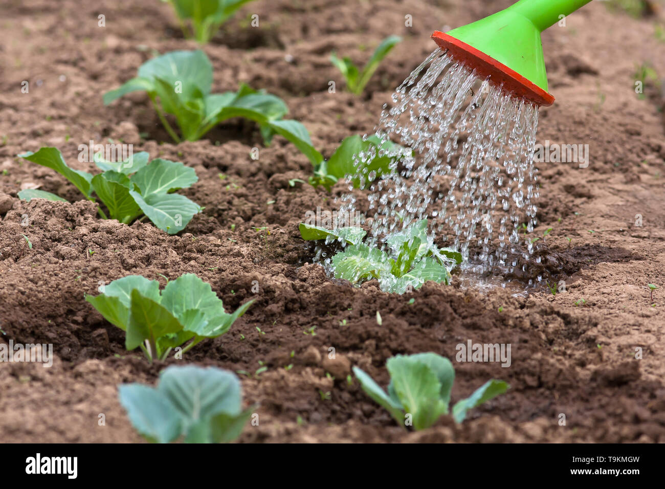 watering the cabbage in the vegetable garden, closeup Stock Photo - Alamy