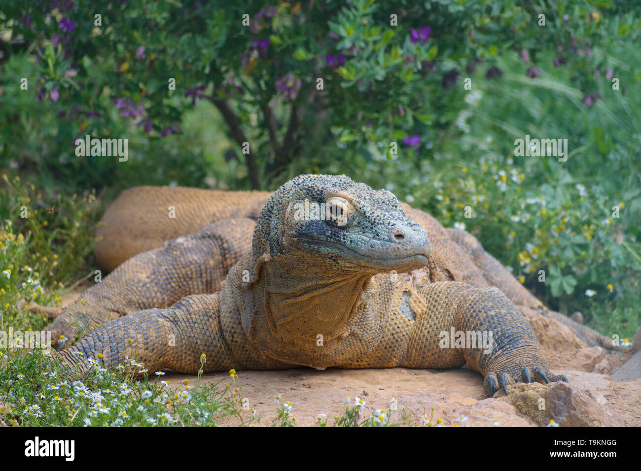 Komodo Dragon Bite High Resolution Stock Photography and Images - Alamy