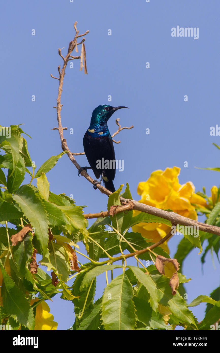 National bird of united arab emirates hi-res stock photography and ...