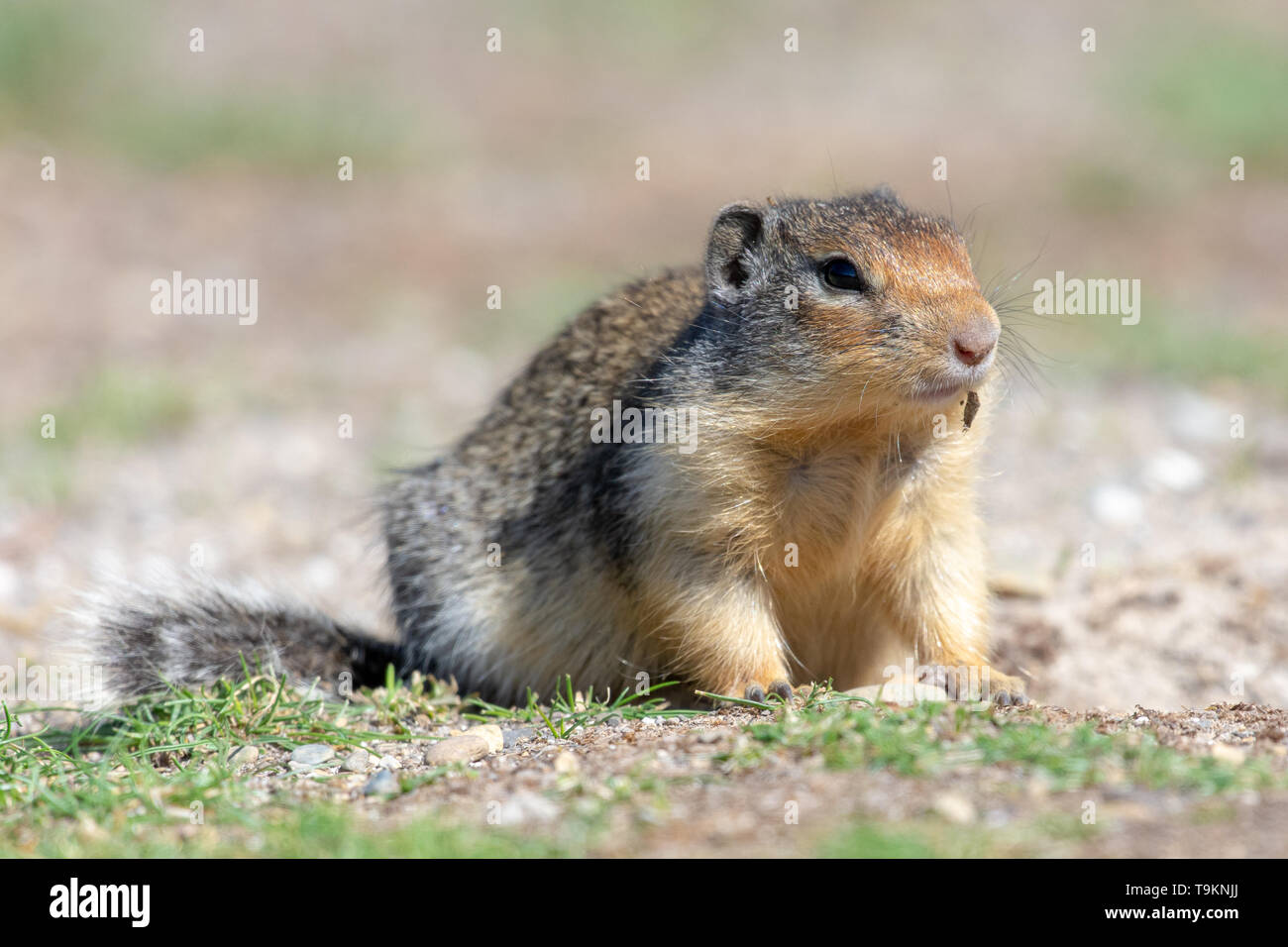 A Columbian Ground Squirrel (Urocitellus columbianus) looks for food ...