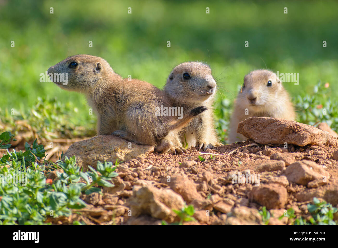 Black tailed prairie dog (Cynomys ludovicianus Stock Photo - Alamy