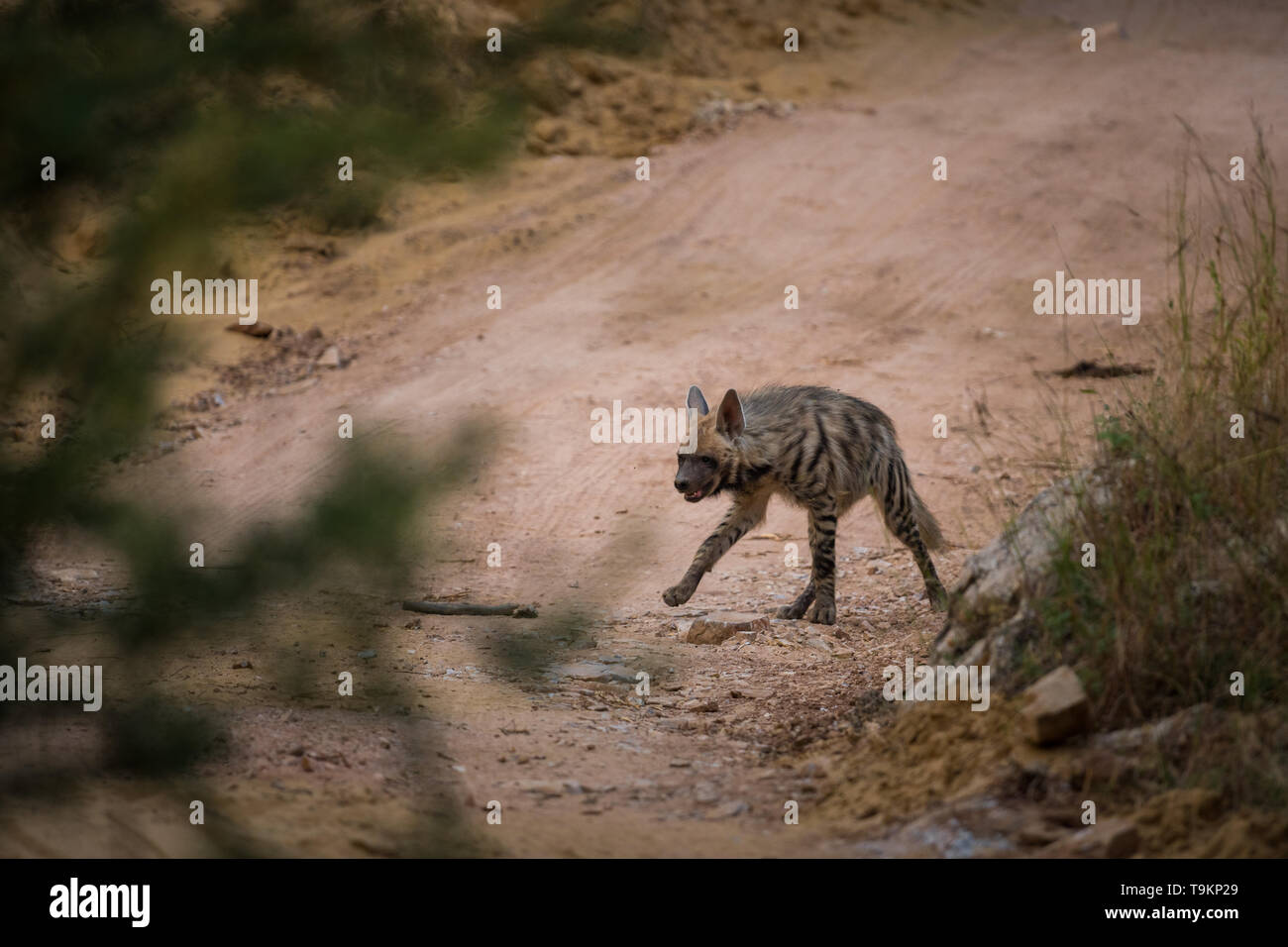 Asian hyena hi-res stock photography and images - Alamy