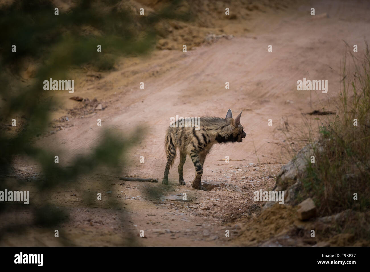 Hyena india hi-res stock photography and images - Alamy