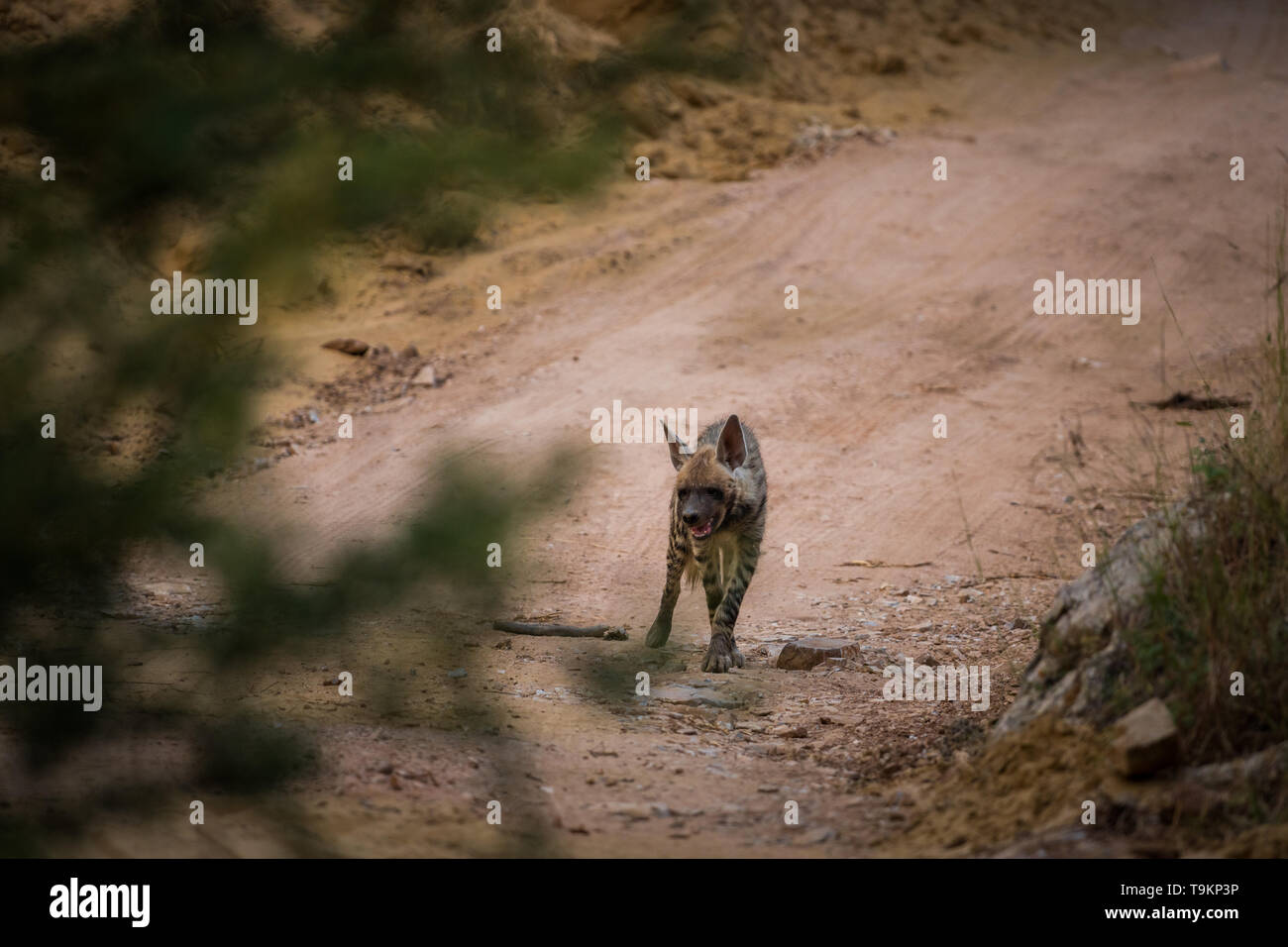 Indian striped hyena india hi-res stock photography and images - Alamy
