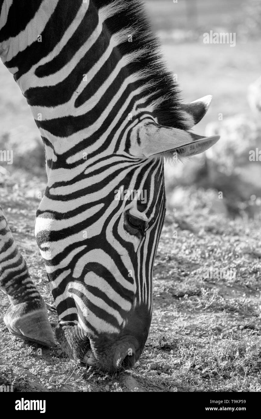 Grant’ s Zebra (Equus quagga bοehmi) head detail while grazing, black ...
