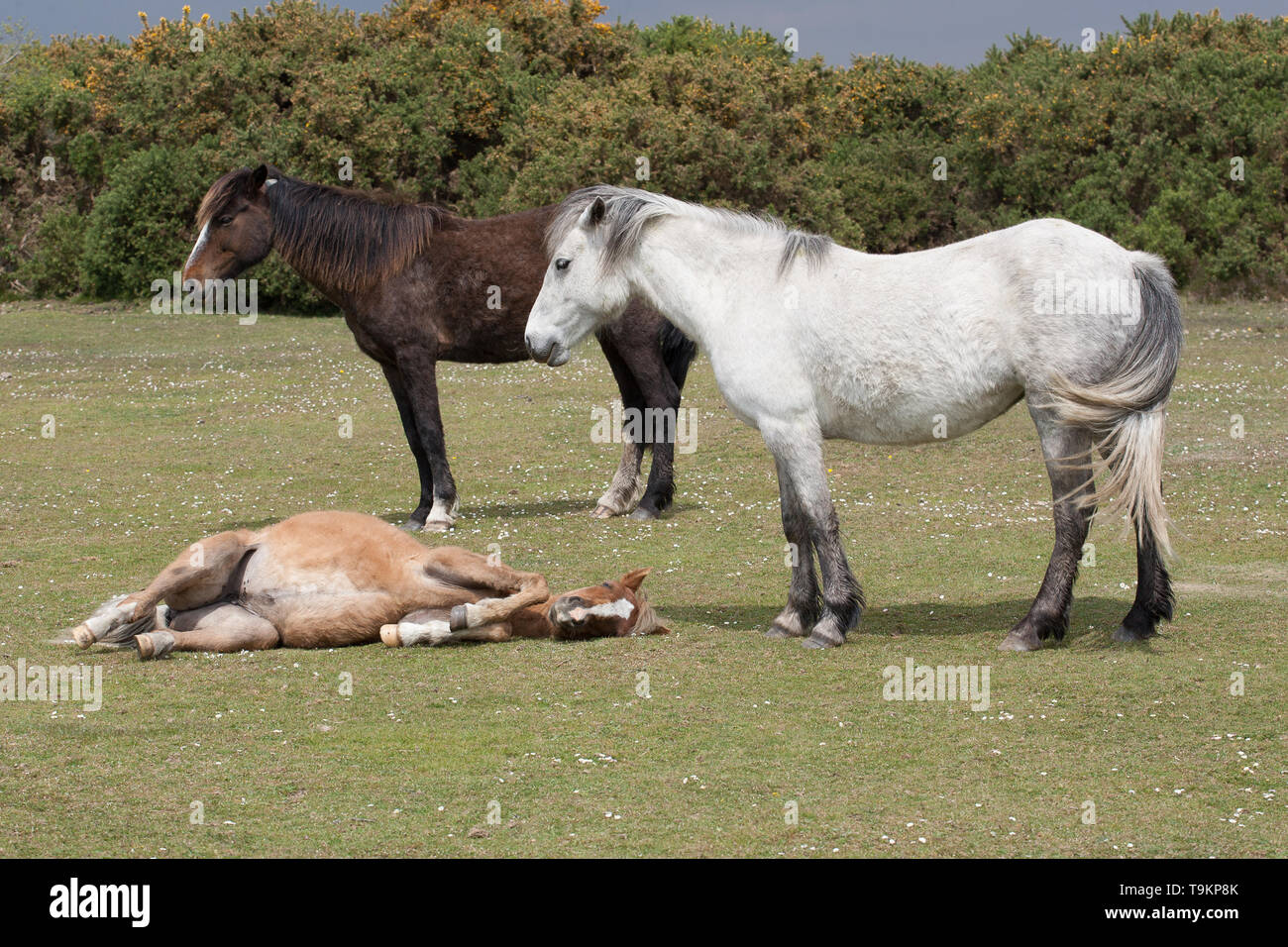 Ponies in the New Forest Stock Photo - Alamy