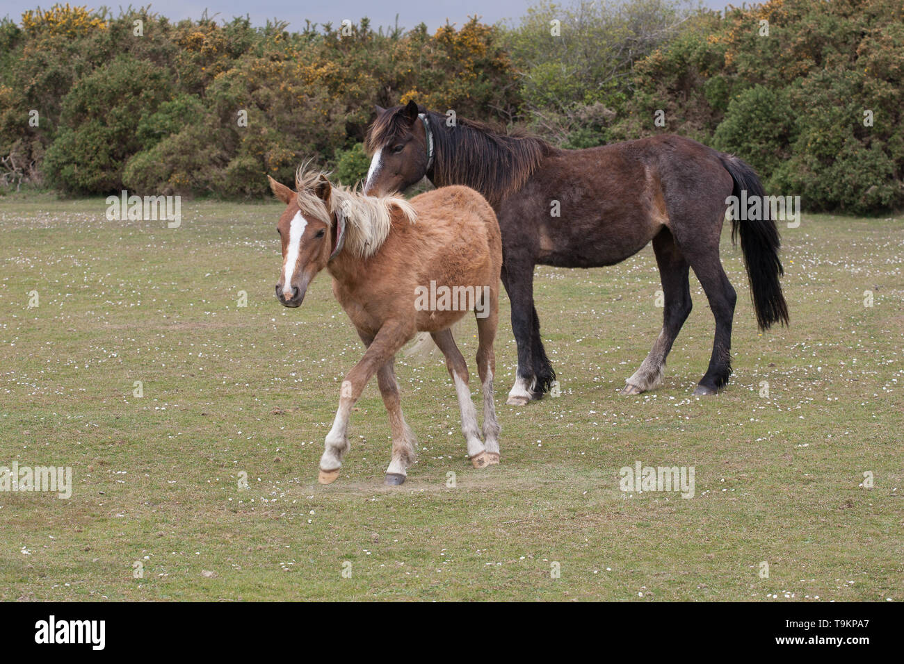 Ponies in the New Forest Stock Photo - Alamy
