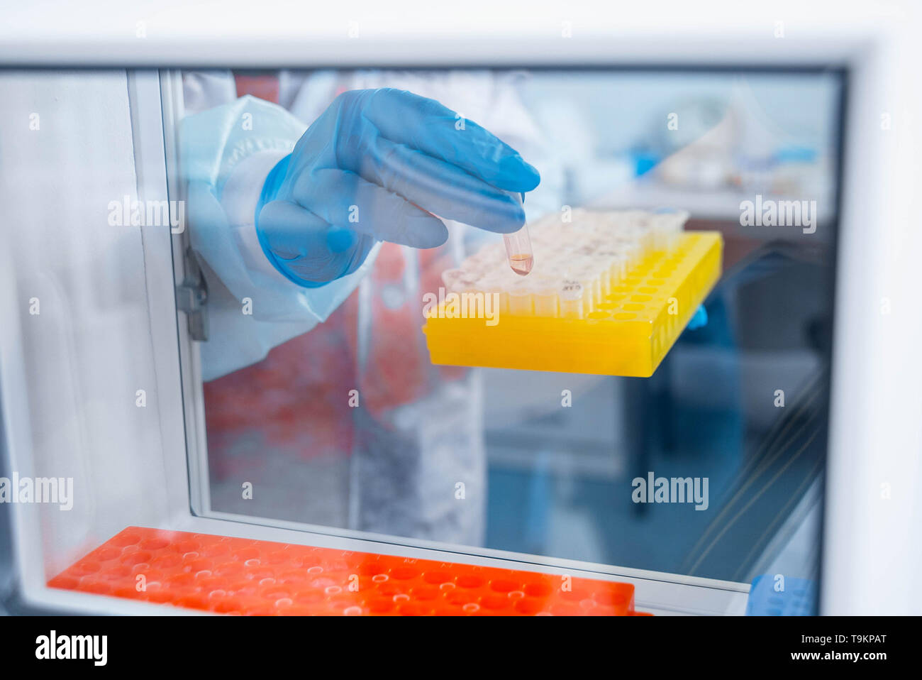 Dna test in the lab. Test tubes with biomaterials in the hands of a ...