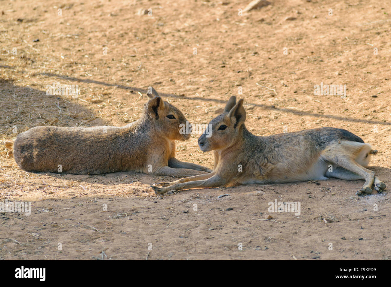 The Patagonian mara (Dolichotis patagonum Stock Photo - Alamy