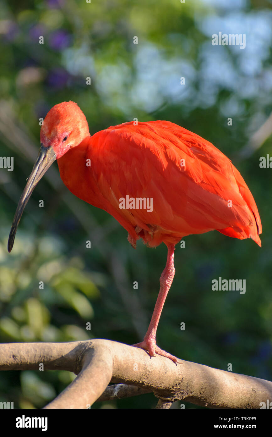 Scarlet Ibis (Eudocimus ruber) sitting on a branch Stock Photo - Alamy