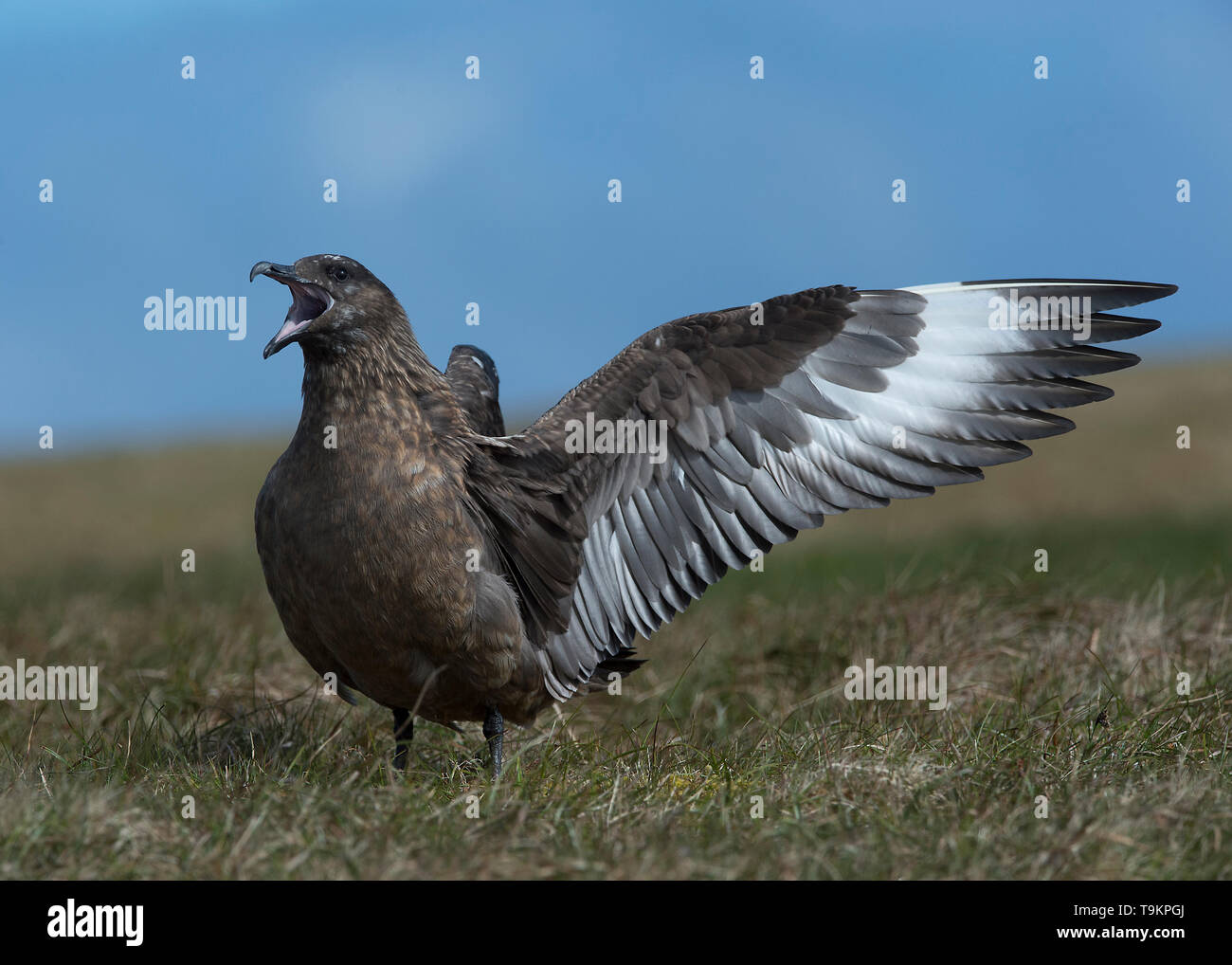 Great skuas displaying, Unst Shetland Stock Photo - Alamy