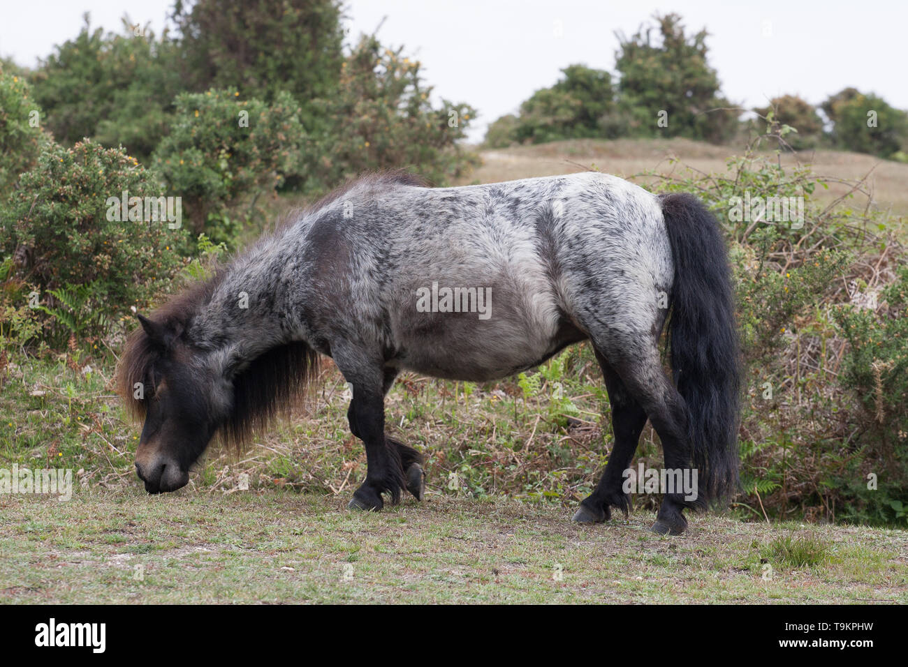 Ponies in the New Forest Stock Photo - Alamy