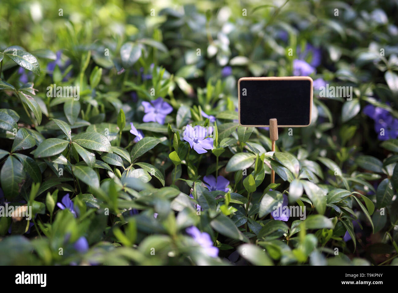 Common periwinkle, evergreen ground cover plant. Gardening Stock Photo ...
