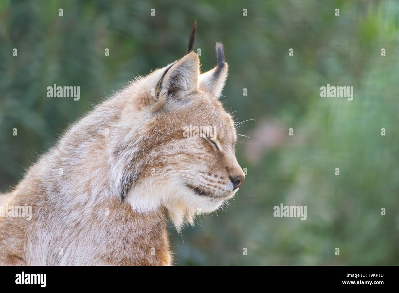 Eurasian lynx close up head portrait Stock Photo - Alamy
