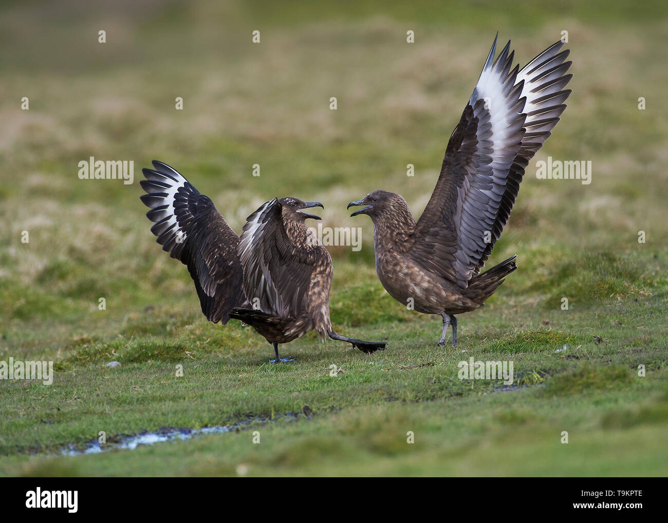 Species skua hi-res stock photography and images - Alamy