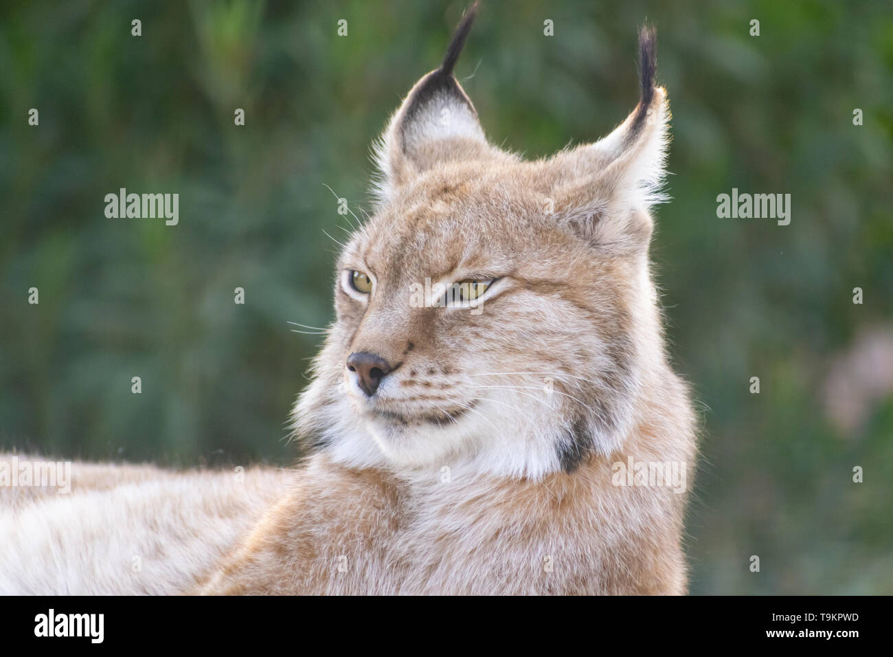 Eurasian lynx close up head portrait Stock Photo - Alamy