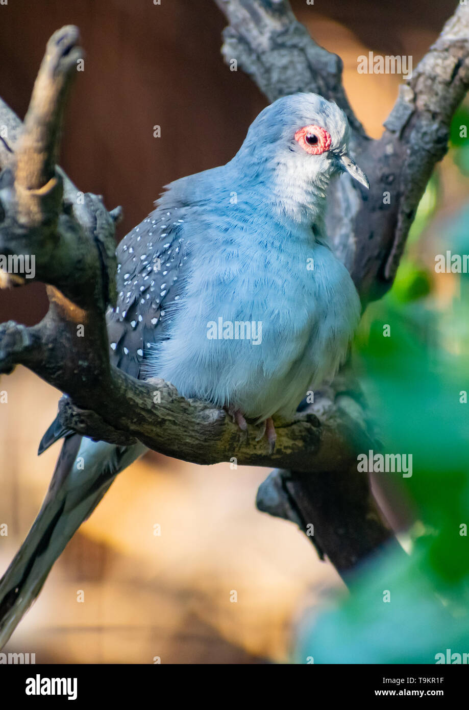 Geopelia cuneata hi-res stock photography and images - Alamy
