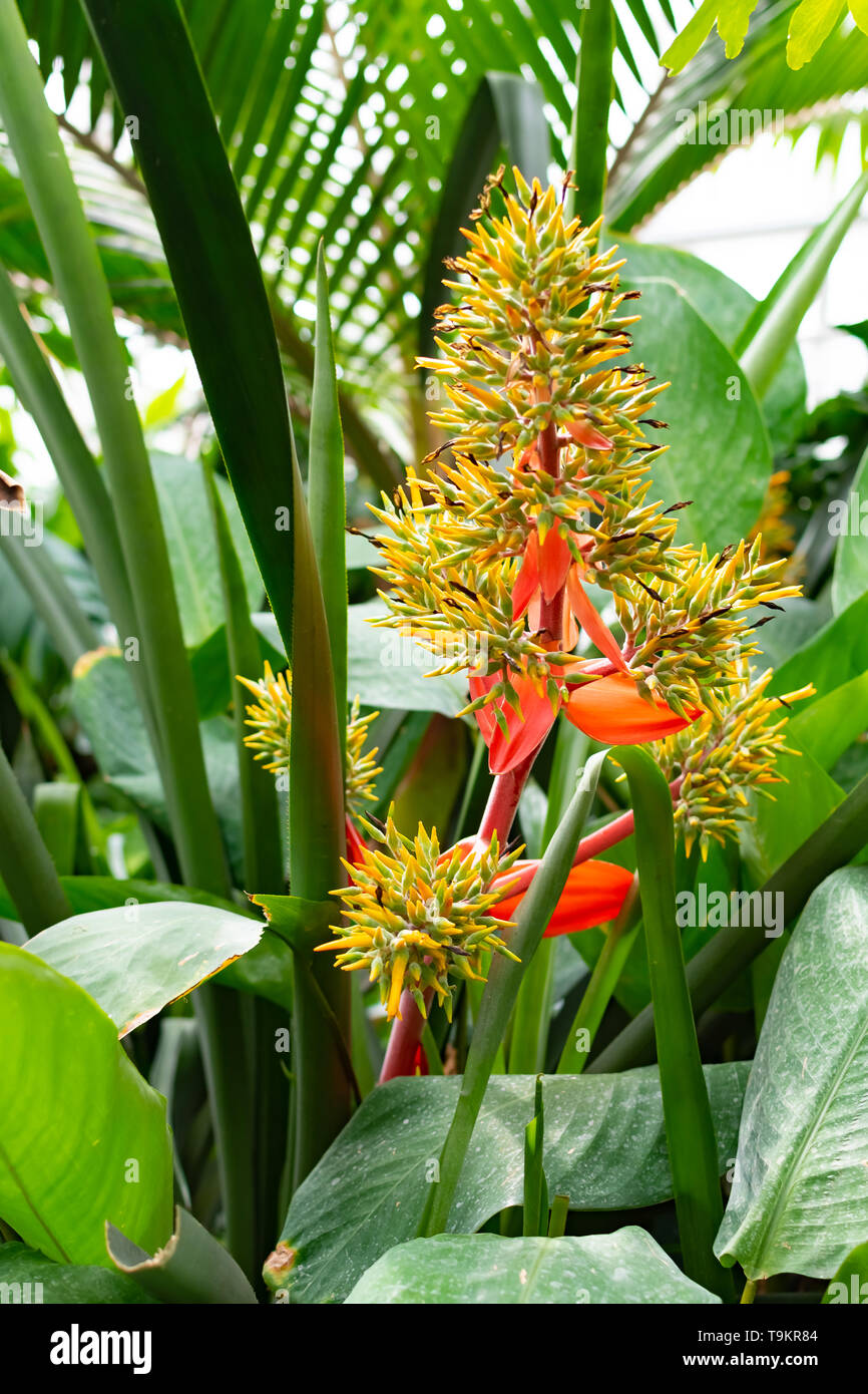 Novy Dvur, Oprava, Czech Republic, 26 April 2019 - Greenhouse at ...