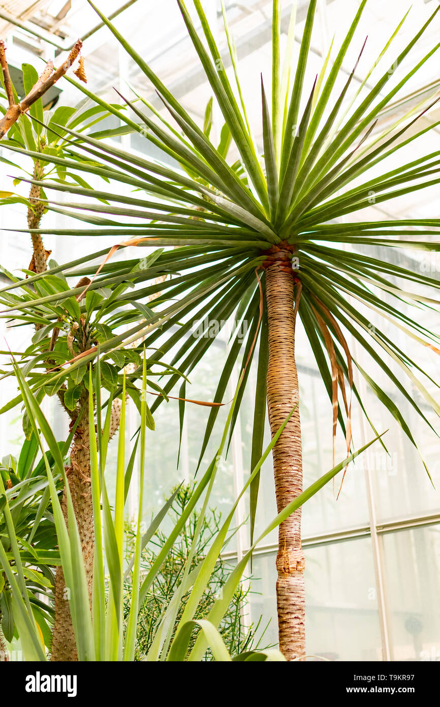 Novy Dvur, Oprava, Czech Republic, 26 April 2019 - Greenhouse at ...