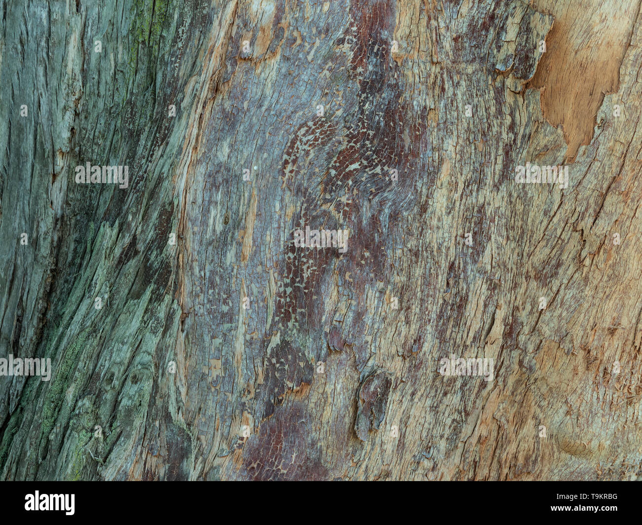 Tree bark background or texture pattern, abstract background and ...