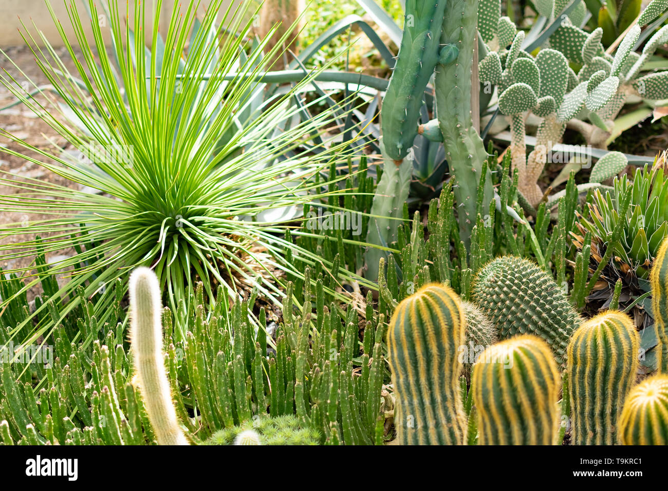 Novy Dvur, Oprava, Czech Republic, 26 April 2019 - Greenhouse at ...