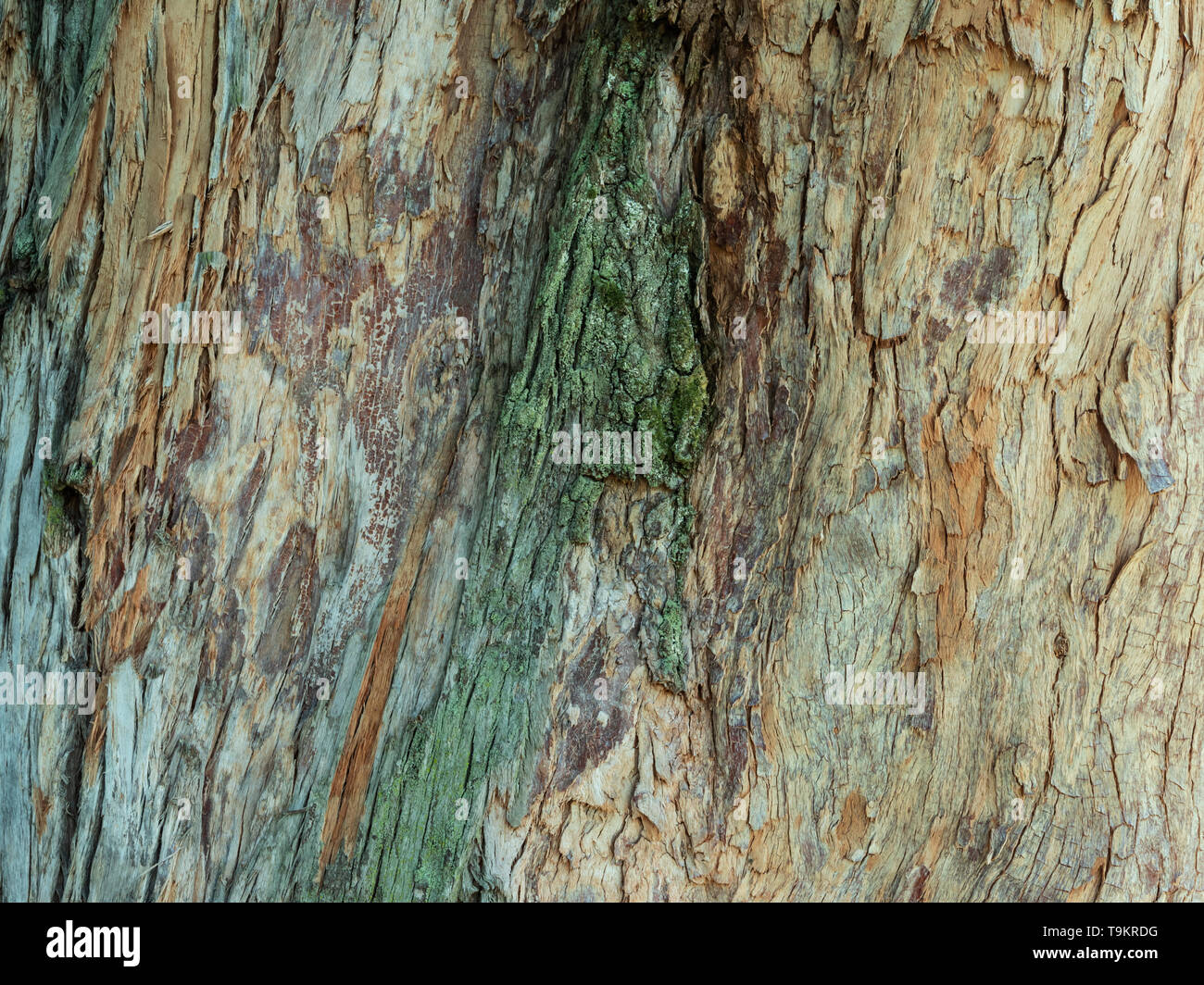 Tree bark background or texture pattern, abstract background and ...