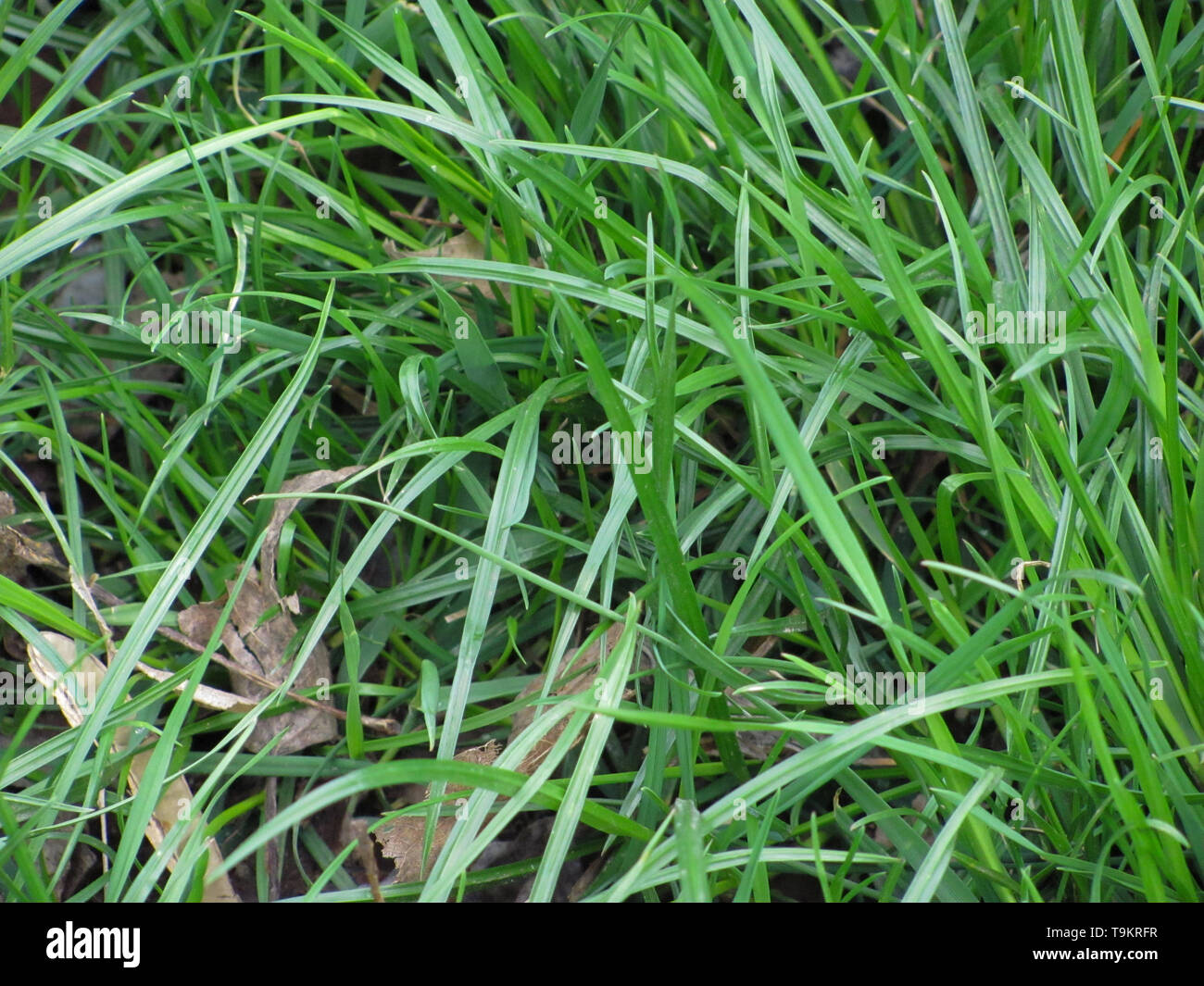 green grass natural spring background Stock Photo - Alamy