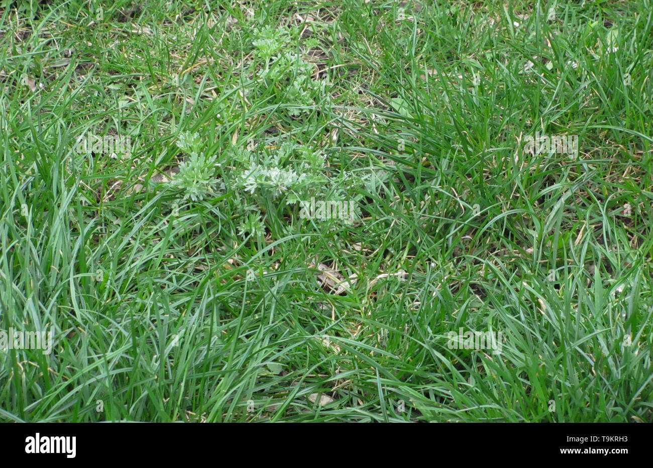 green grass natural spring background Stock Photo - Alamy