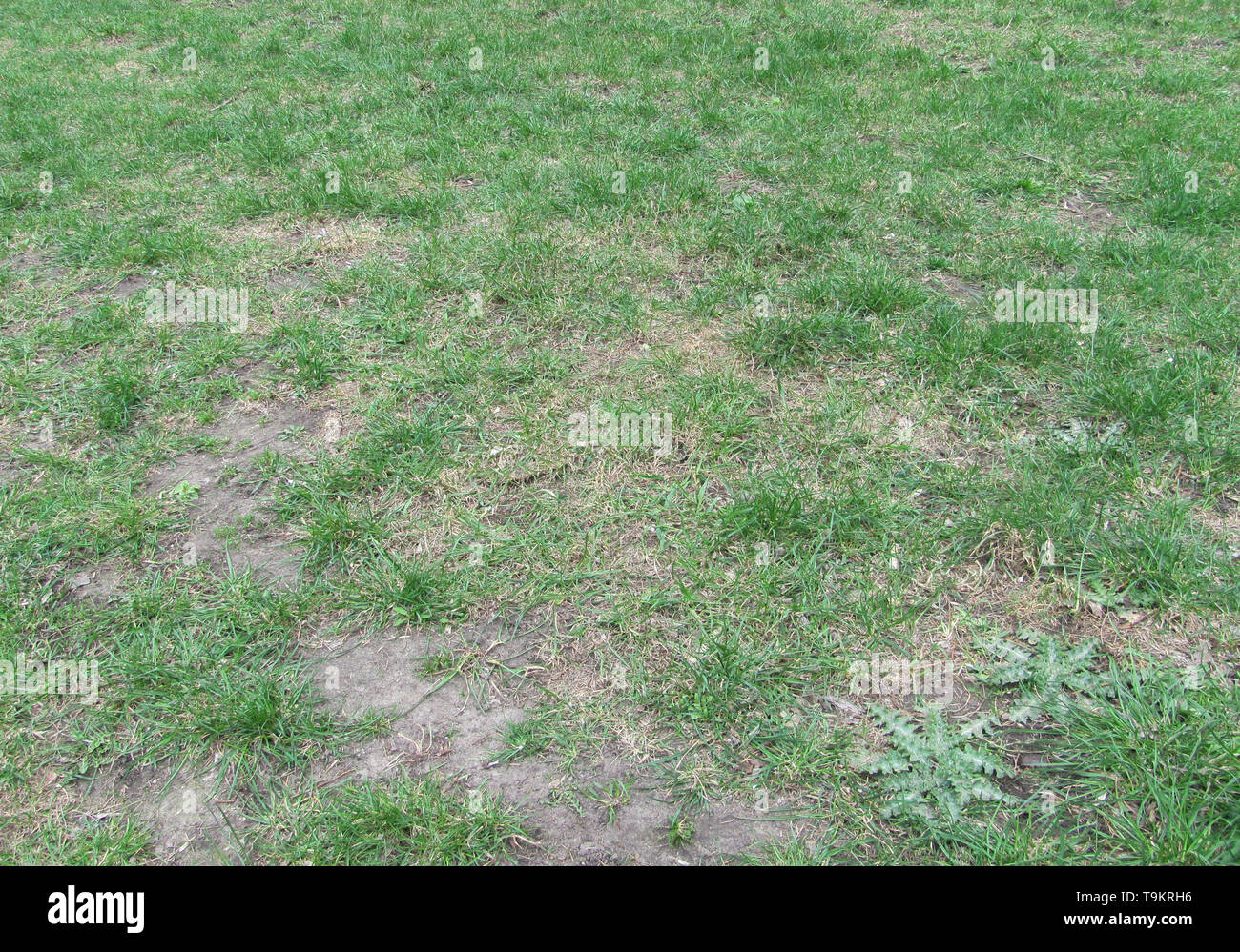 green grass natural spring background Stock Photo - Alamy