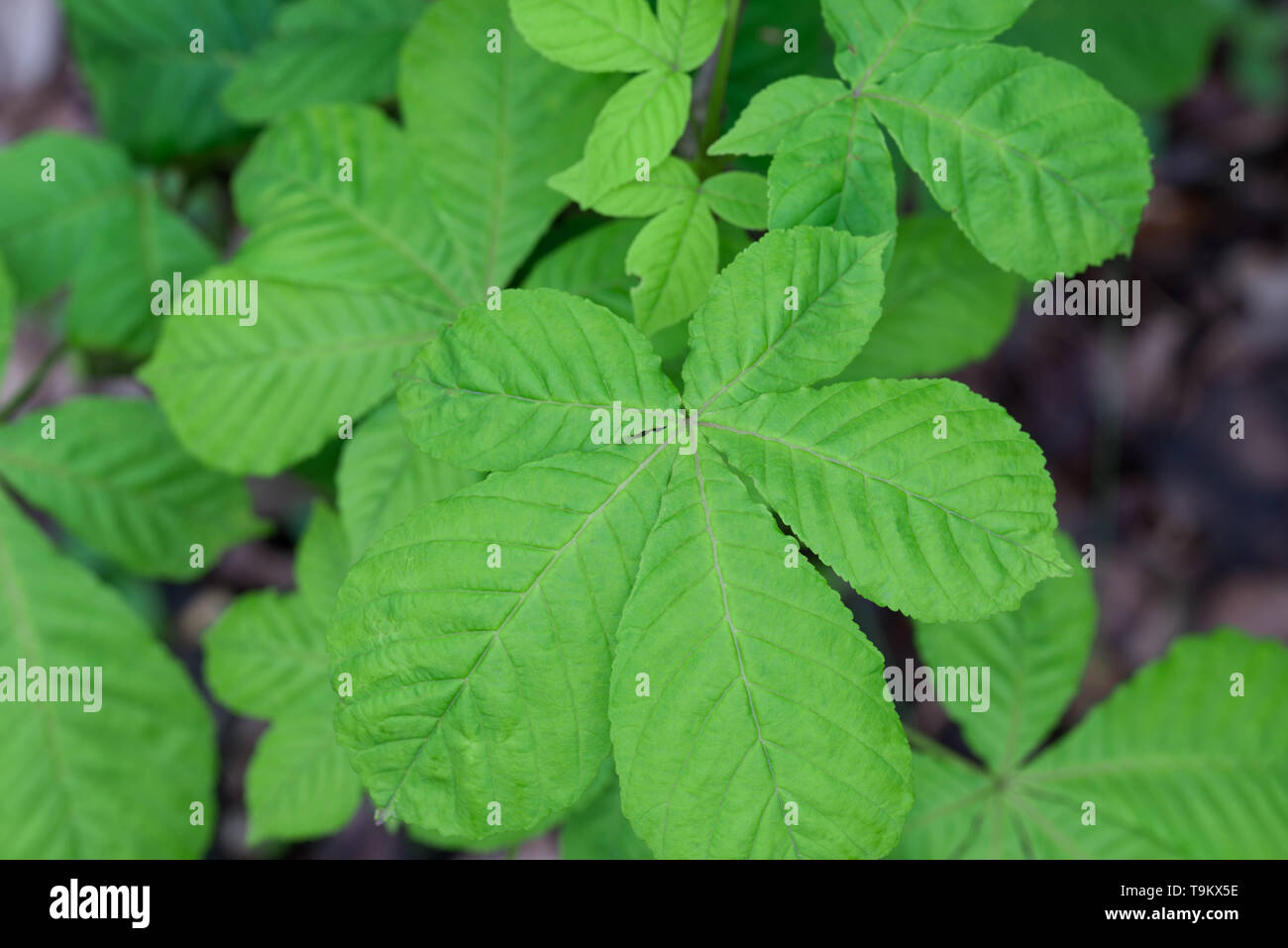 Chestnut greenery hi-res stock photography and images - Alamy
