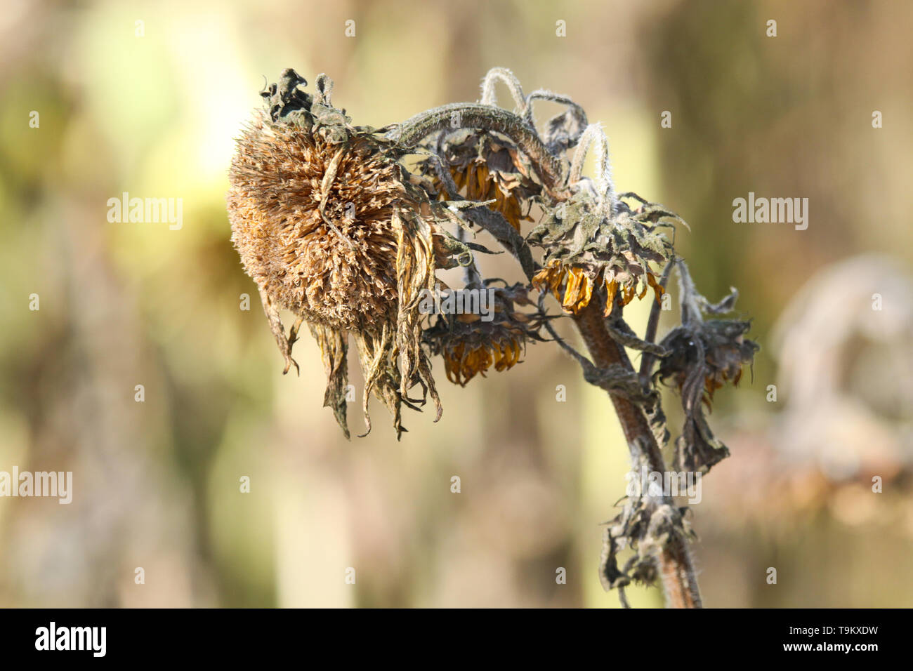 Sad sunflower hi-res stock photography and images - Alamy