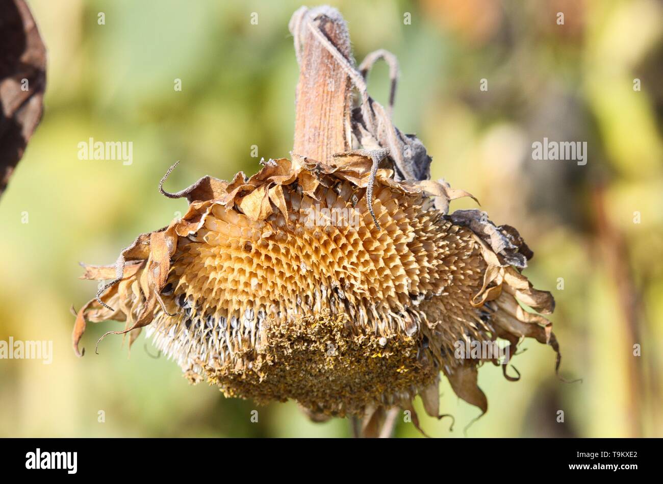 Faded sunflower hi-res stock photography and images - Alamy