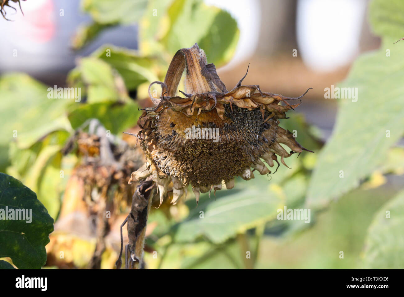 Faded sunflower hi-res stock photography and images - Alamy
