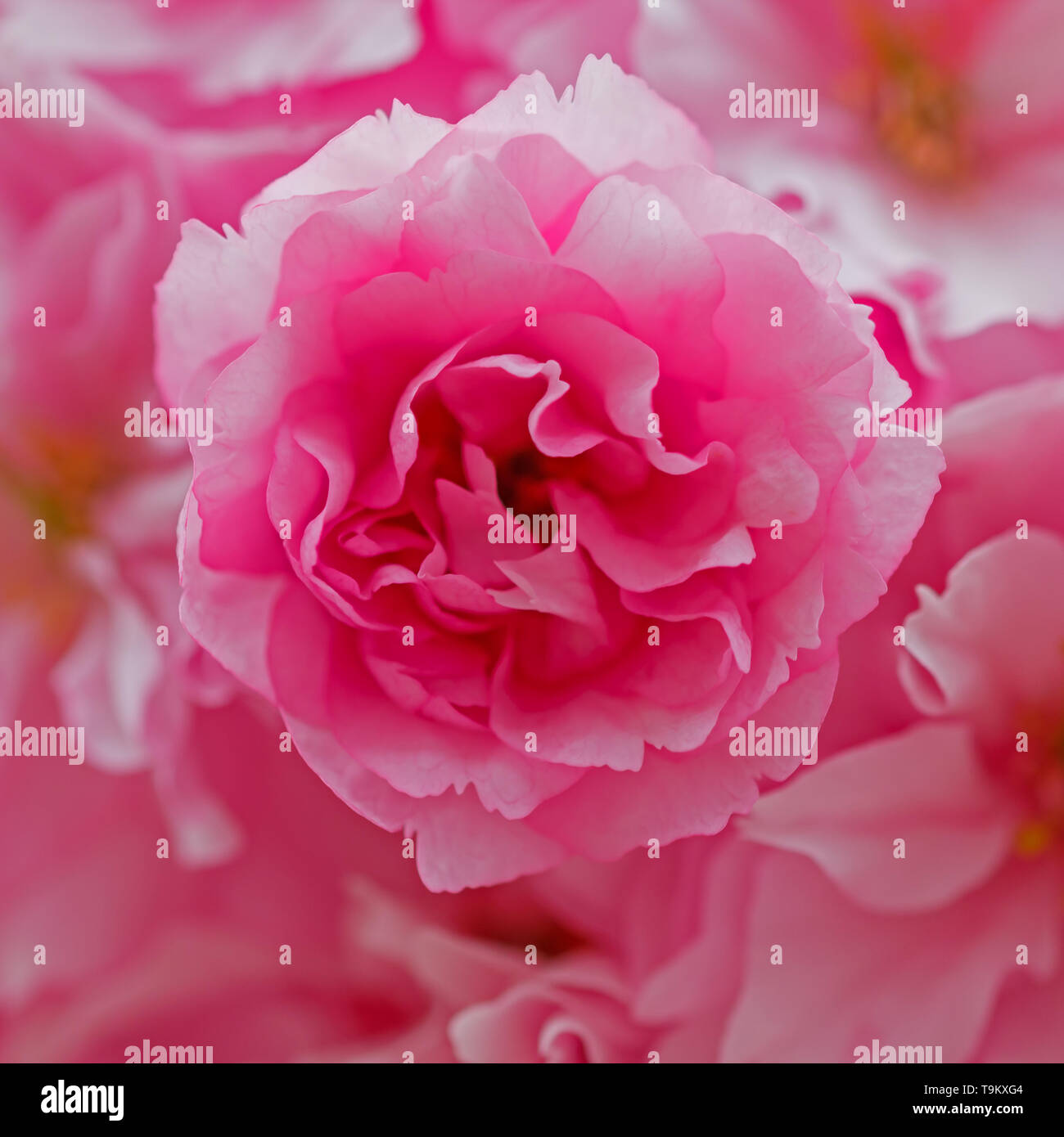 Petal jumble hi-res stock photography and images - Alamy