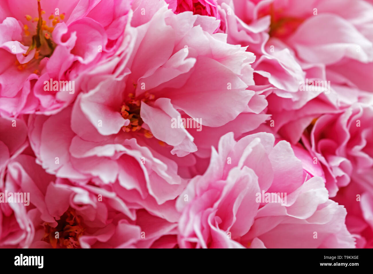 Clear pink colour hi-res stock photography and images - Alamy