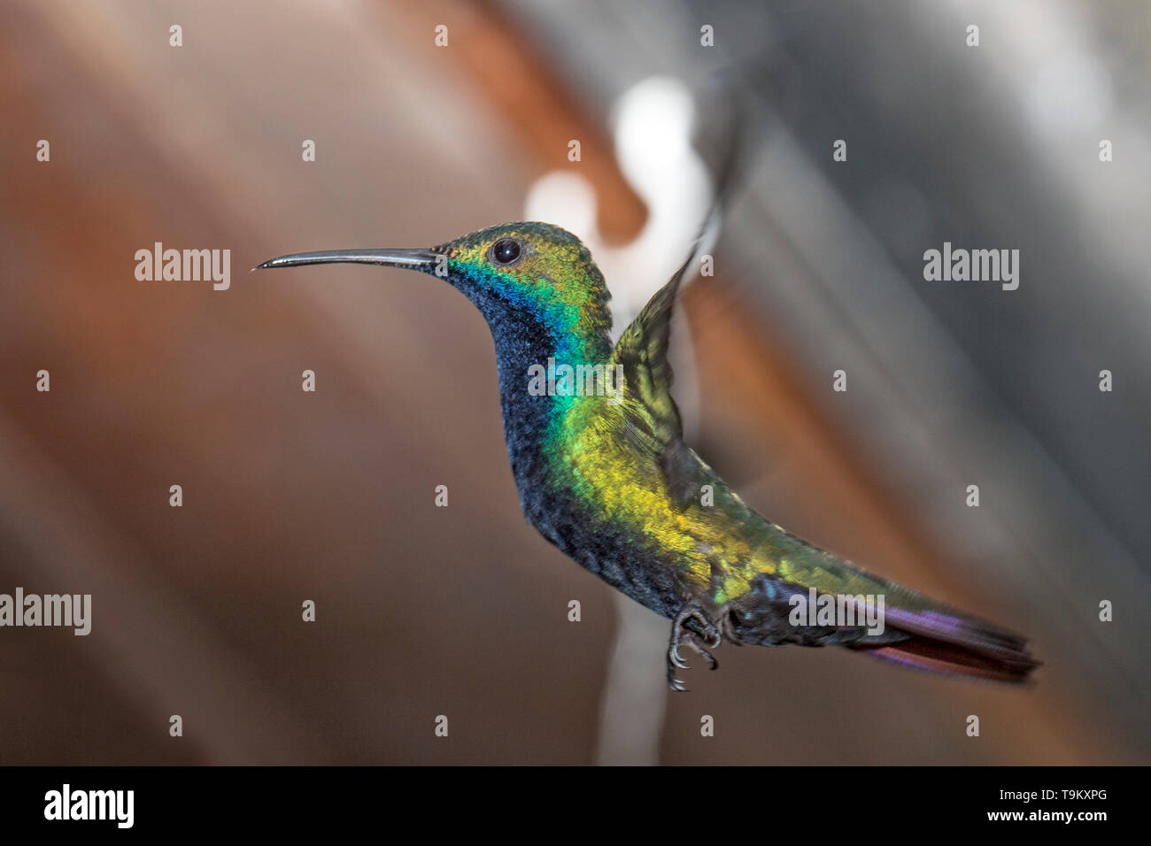 Male, black-throated mango, hummingbird, Anthracothorax nigricollis ...