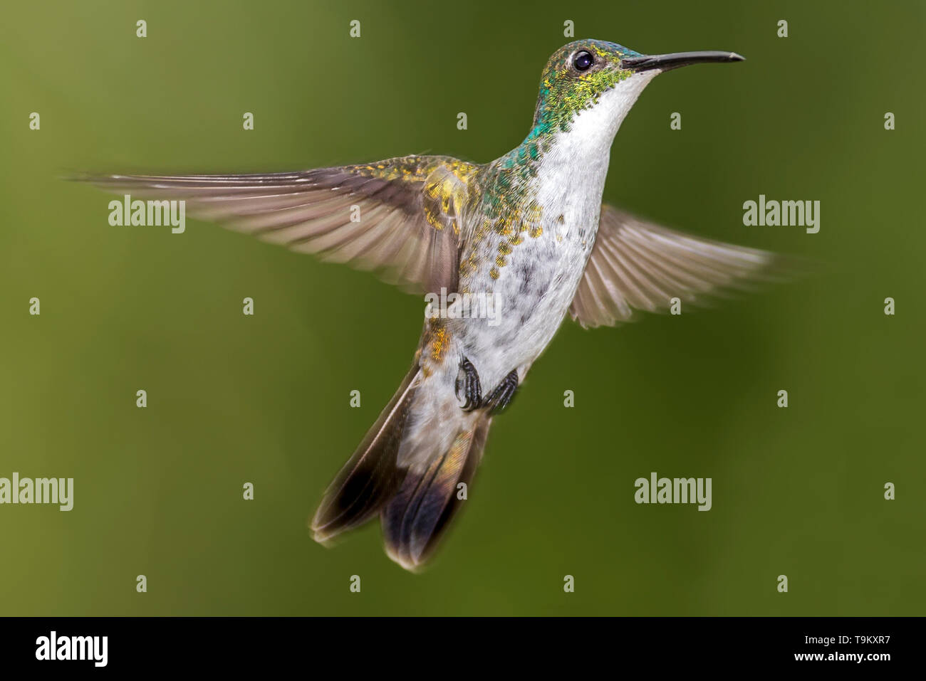 White-chested Emerald - Agyrtria brevirostris hummingbird Yerette's ...