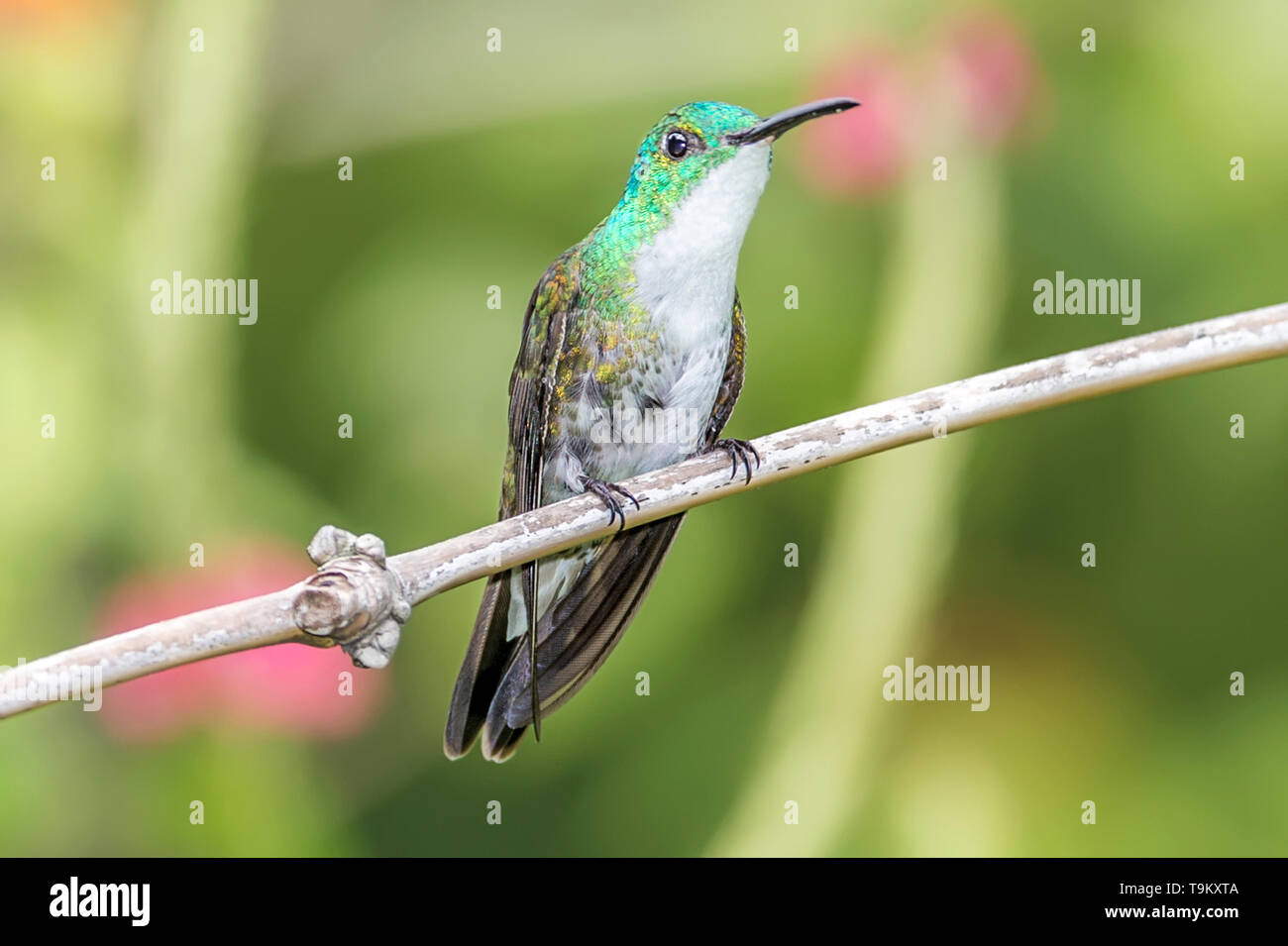 White-chested Emerald, Agyrtria brevirostris, hummingbird, Yerette's ...