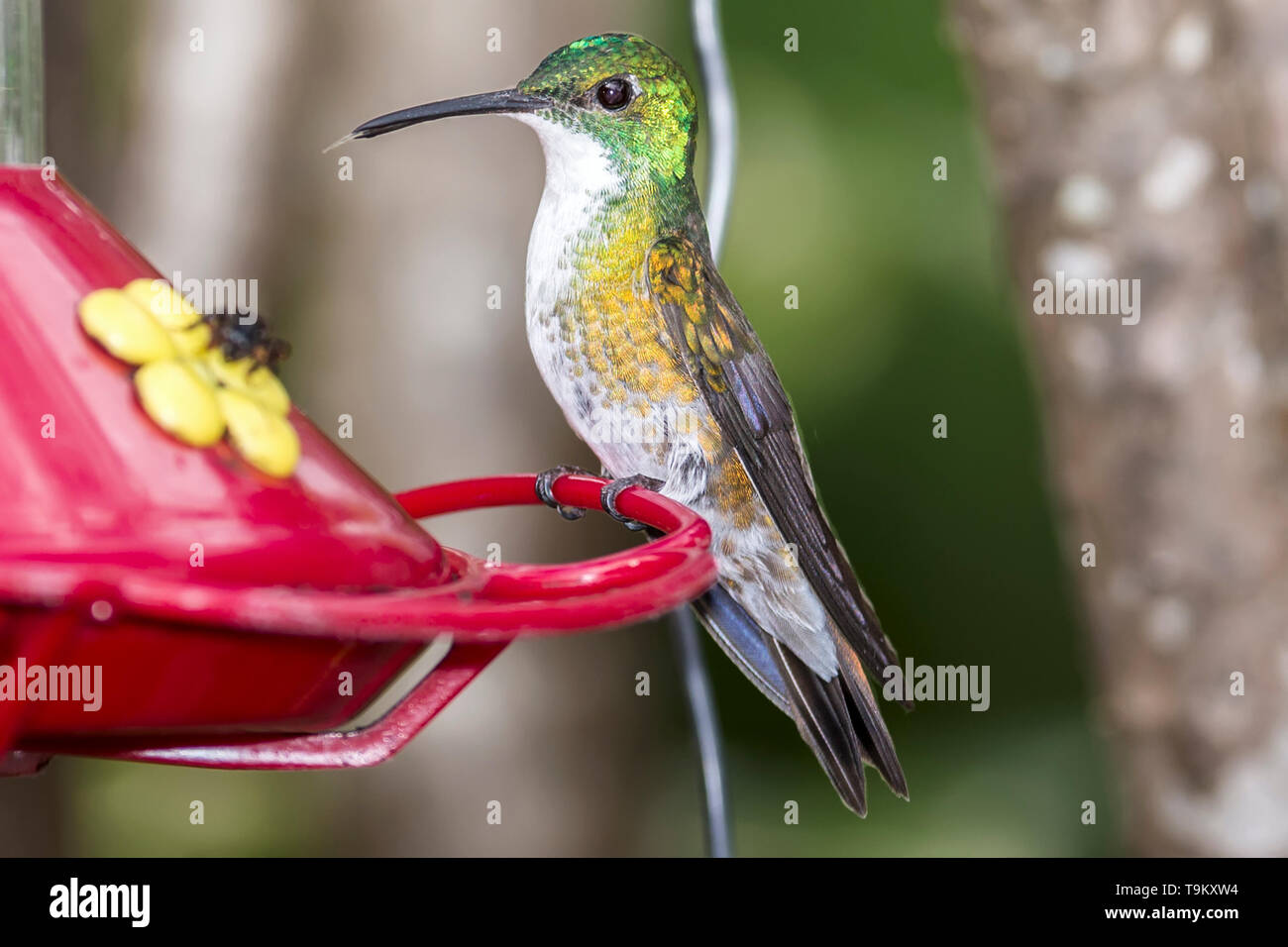 White chested hi-res stock photography and images - Alamy