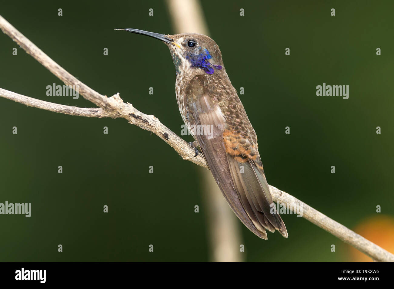 Brown violetear, Colibri delphinae, hummingbird, Yerette's Hummingbird ...