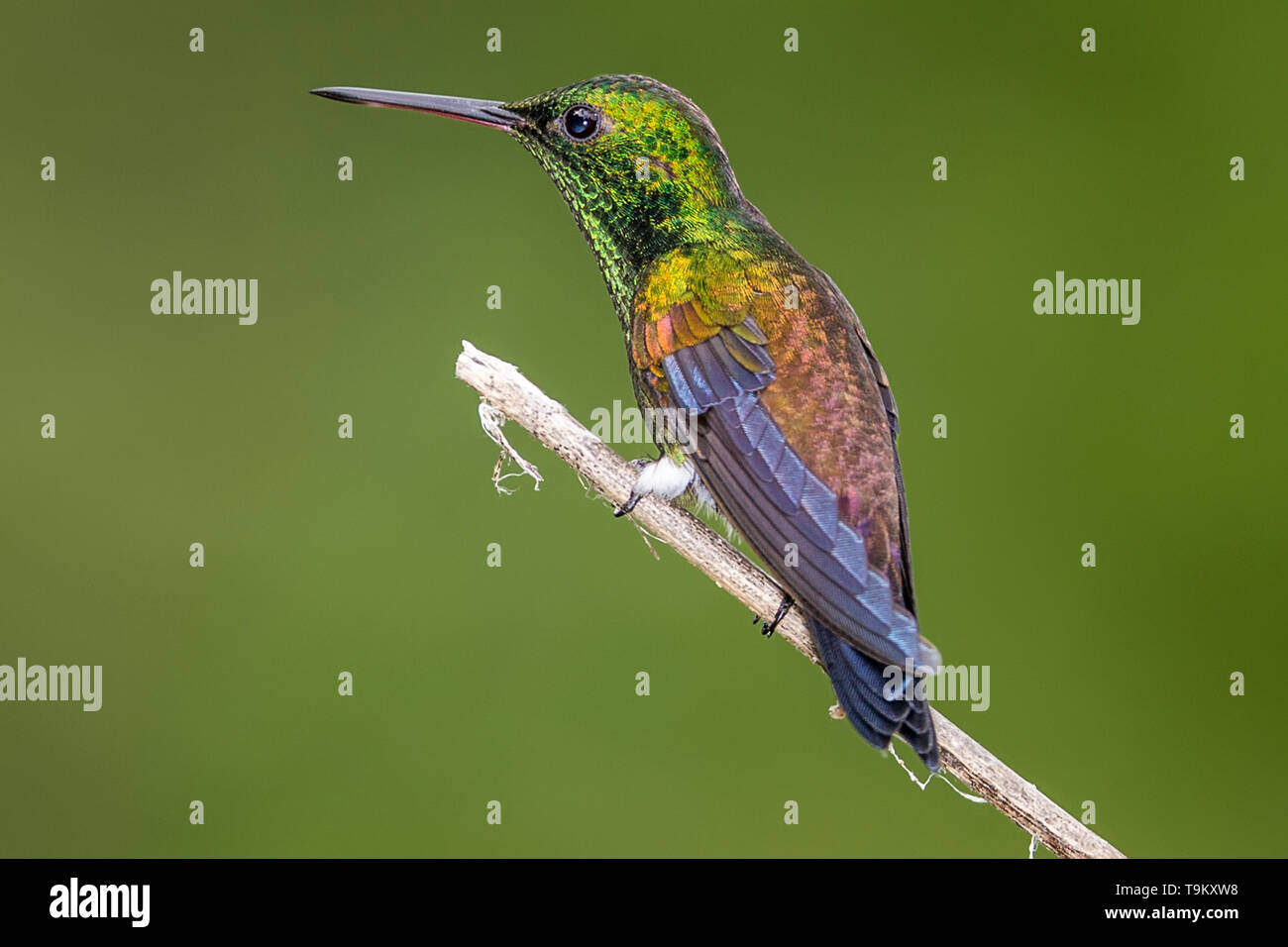 Copper-rumped Hummingbird, Amazilia tobaci, Yerette's Hummingbird ...