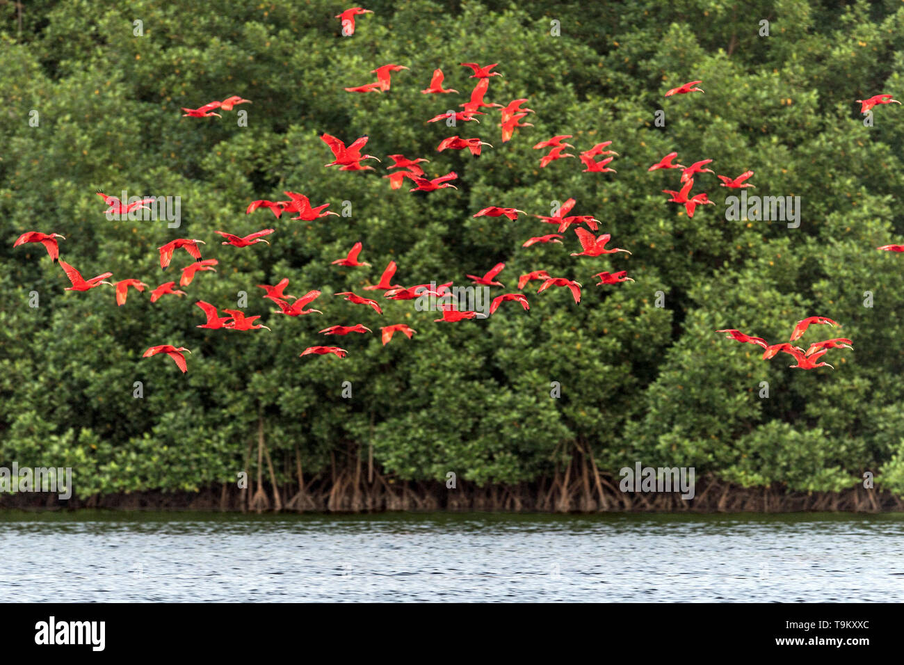 Scarlet Ibis, Eudocimus ruber, Caroni Swamp Wildlife Reserve, Trinidad ...