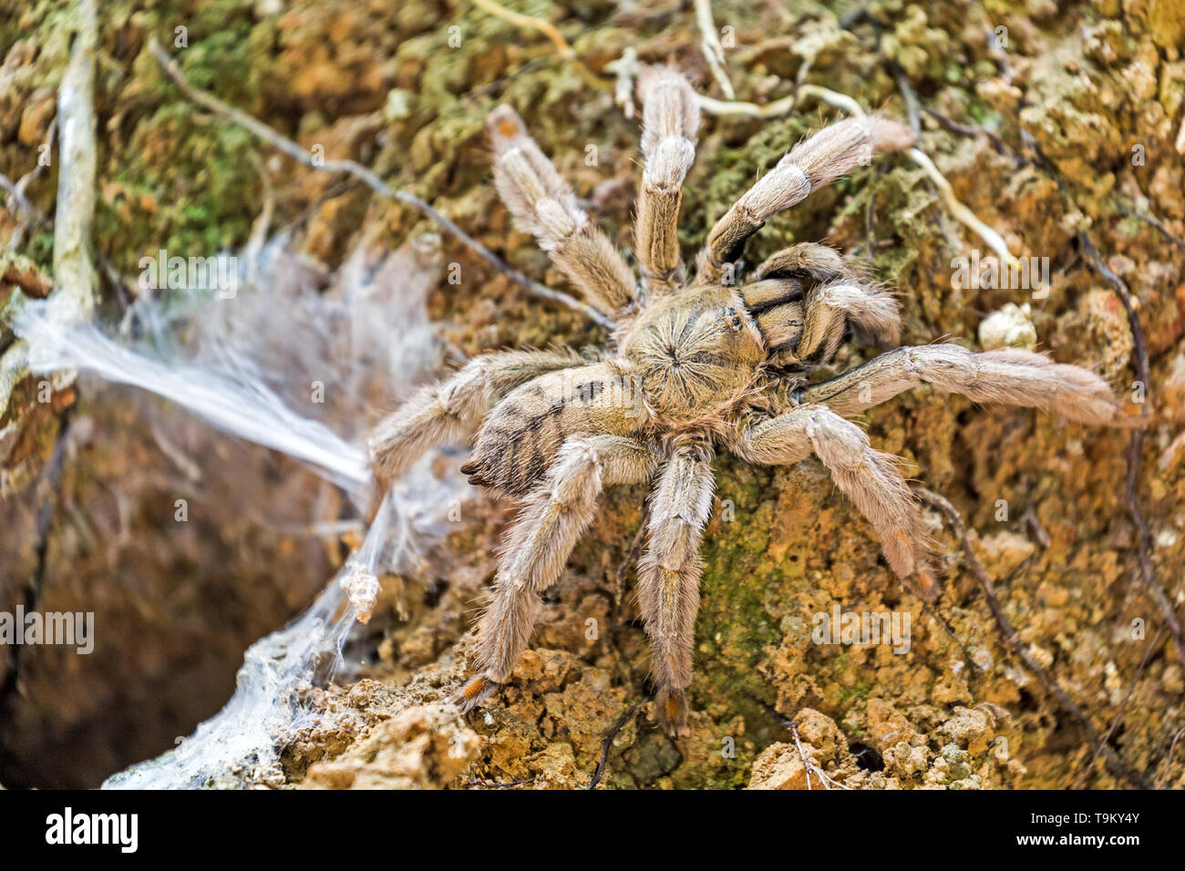 Female, Trinidad Chevron Tarantula, Psalmopoeus Cambridgei, by nest ...