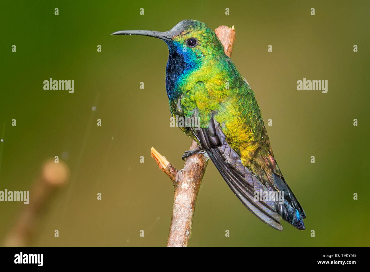 Black mango tree hi-res stock photography and images - Alamy