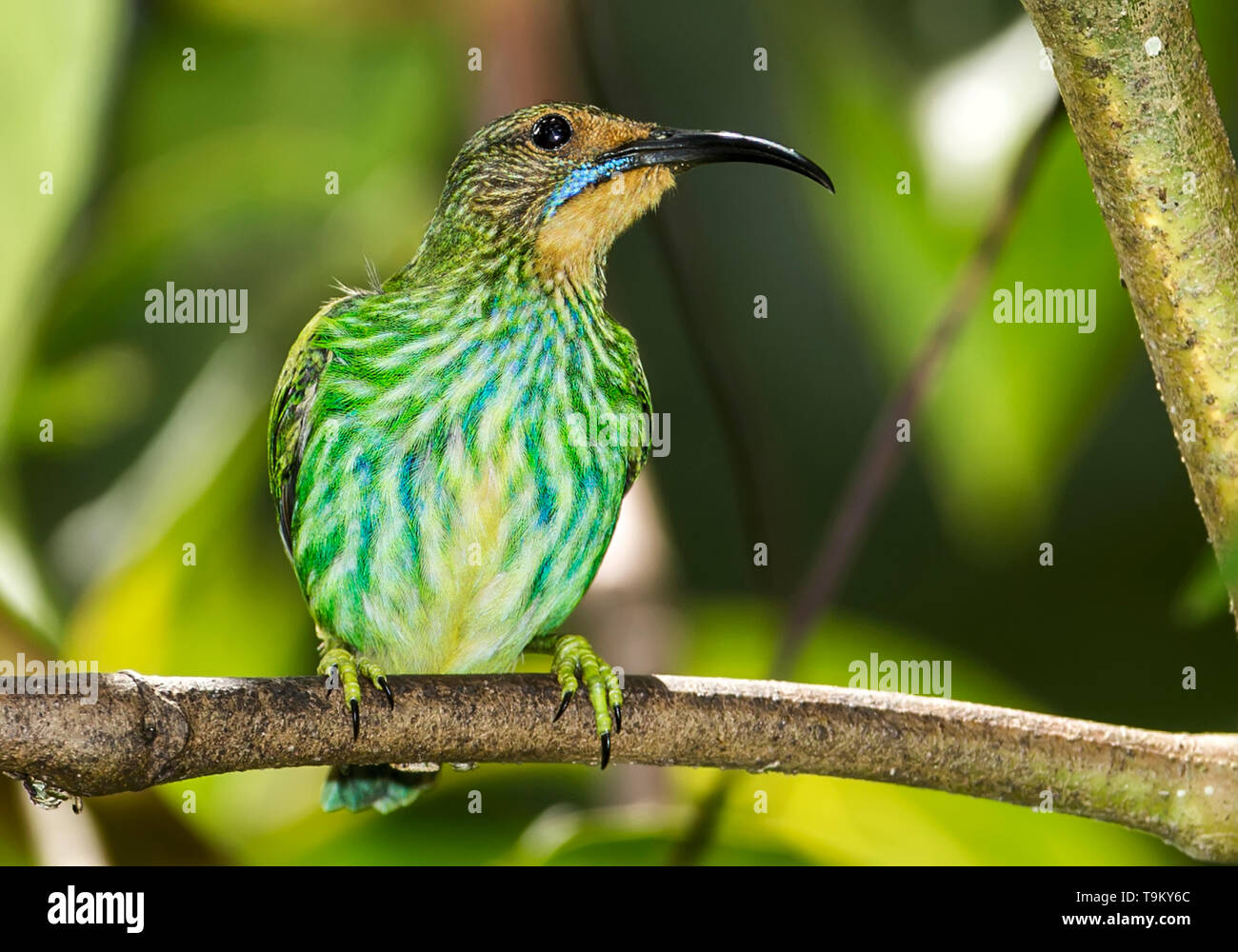 Female, purple honeycreeper, Cyanerpes caeruleus, tanager family, in ...