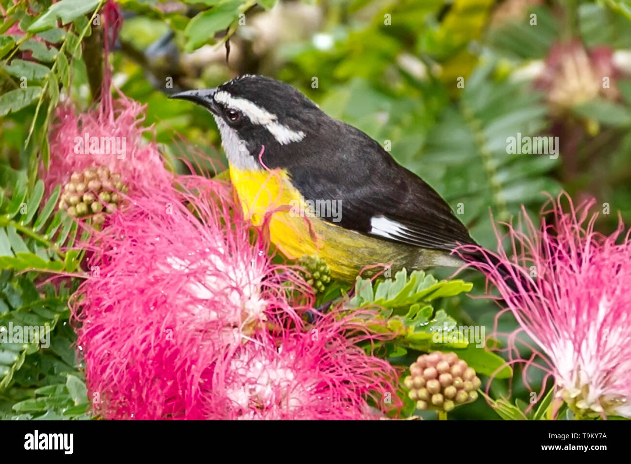 Bananaquit, Coereba flaveola, on powder puff, Calliandra inaequilatera ...